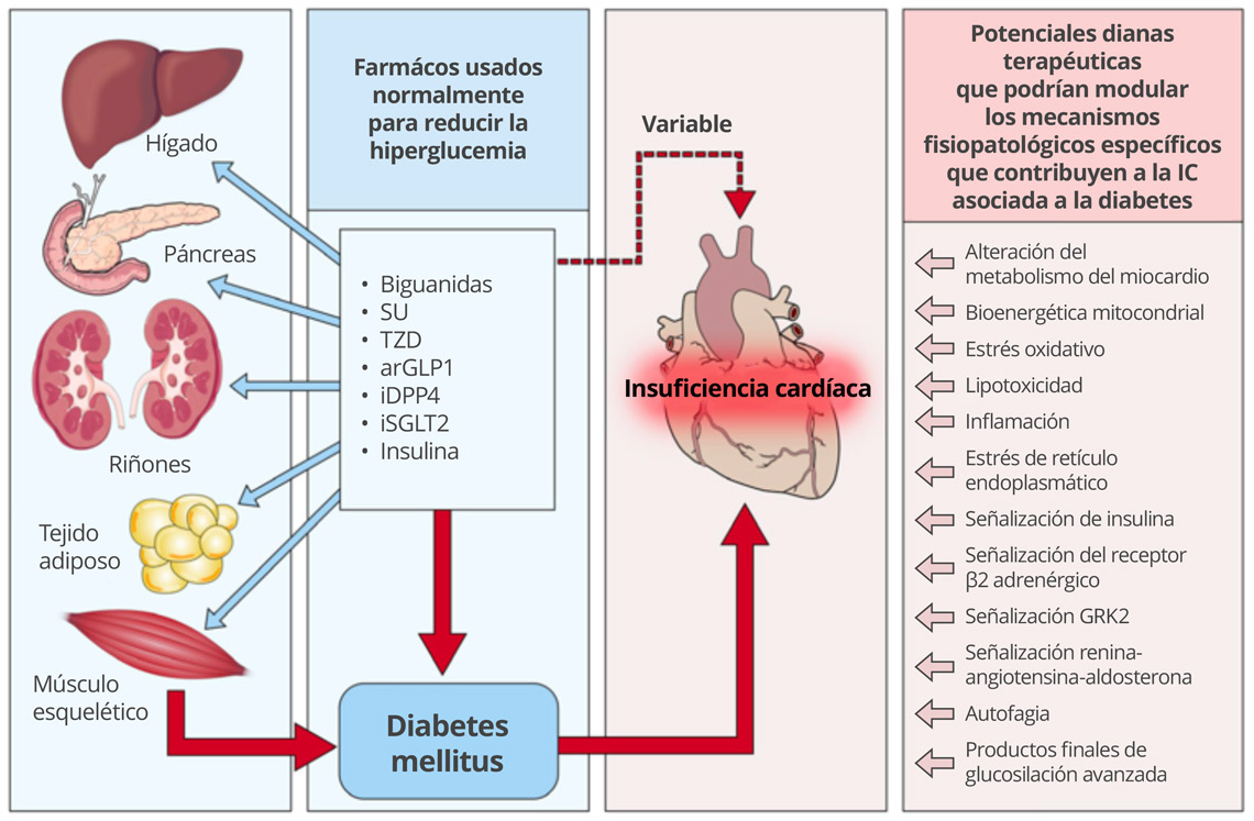 Cardiorrenal Es La Insuficiencia Cardíaca Ic Es Un Síndrome Clínico