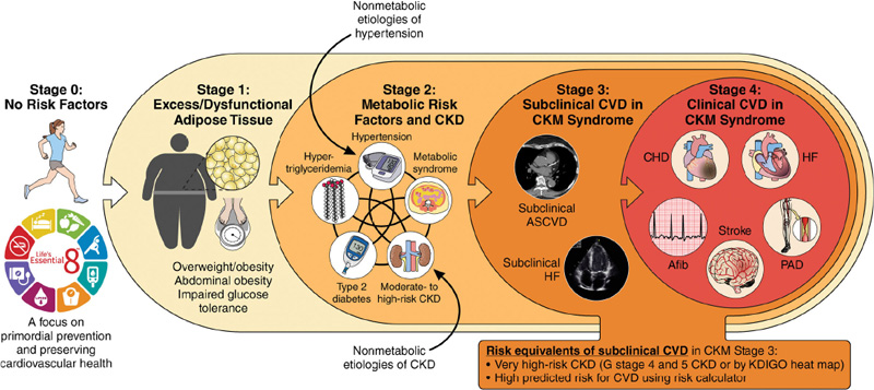 Cardiorrenal.es | Estadios del síndrome cardiovascular-renal-metabólico