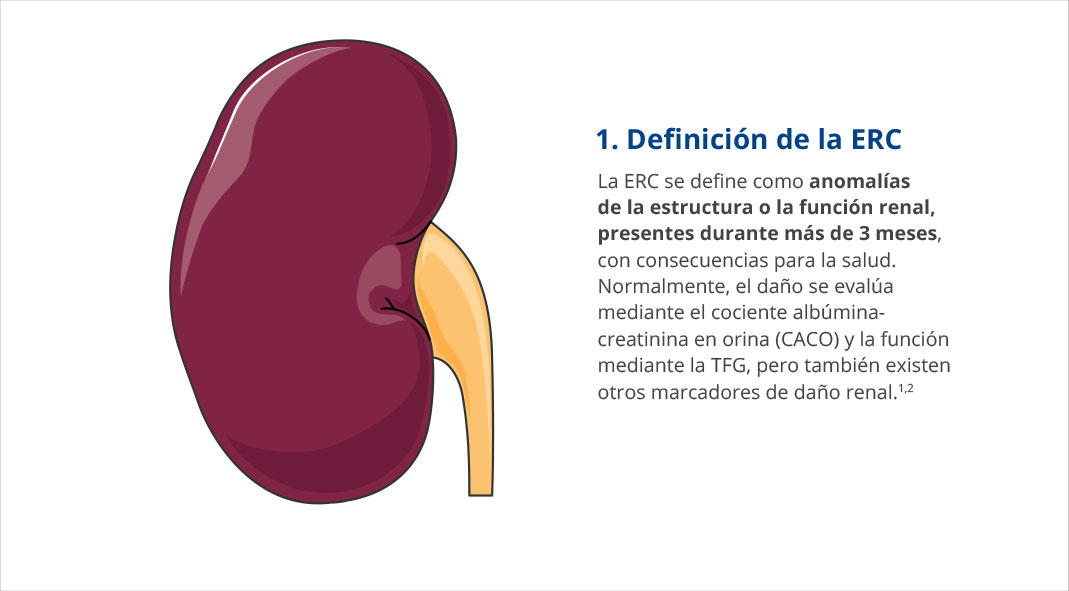 Cardiorrenal.es | Manejo de la ERC según las nuevas guías KDIGO 2024 ...