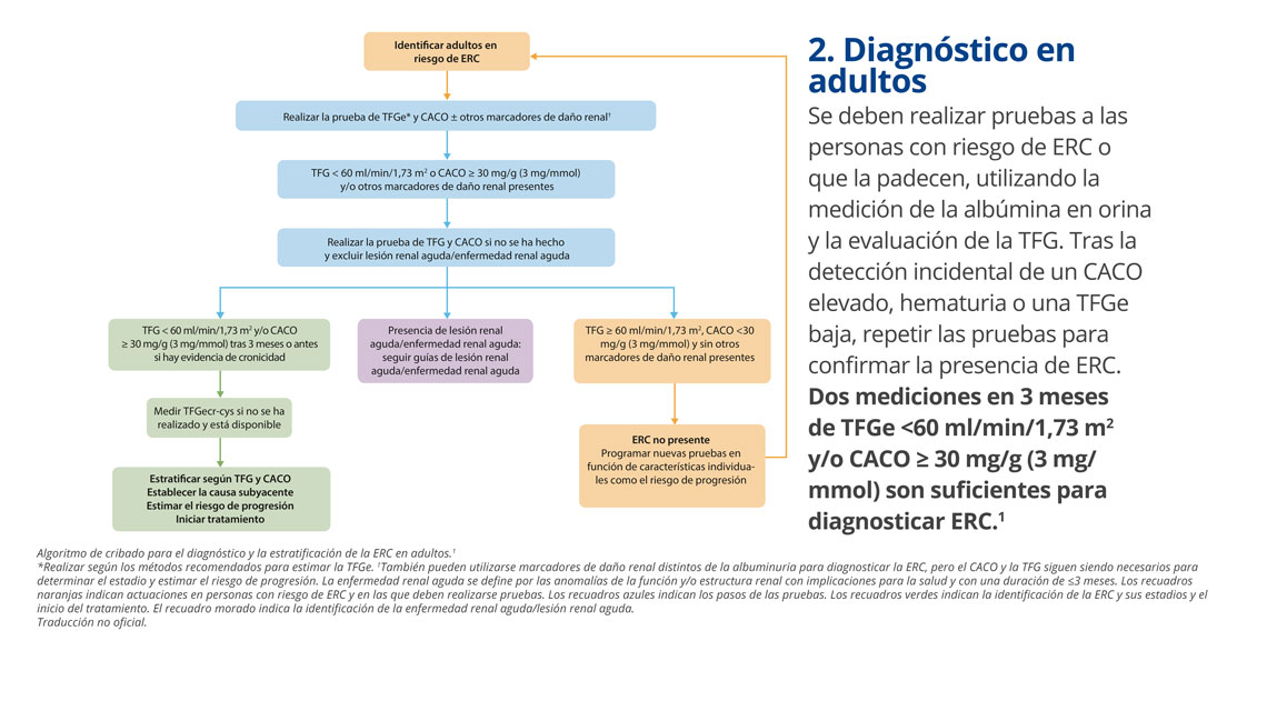 Manejo de la ERC según las nuevas guías KDIGO 2024: foco AP | CardioRenalMetabólico