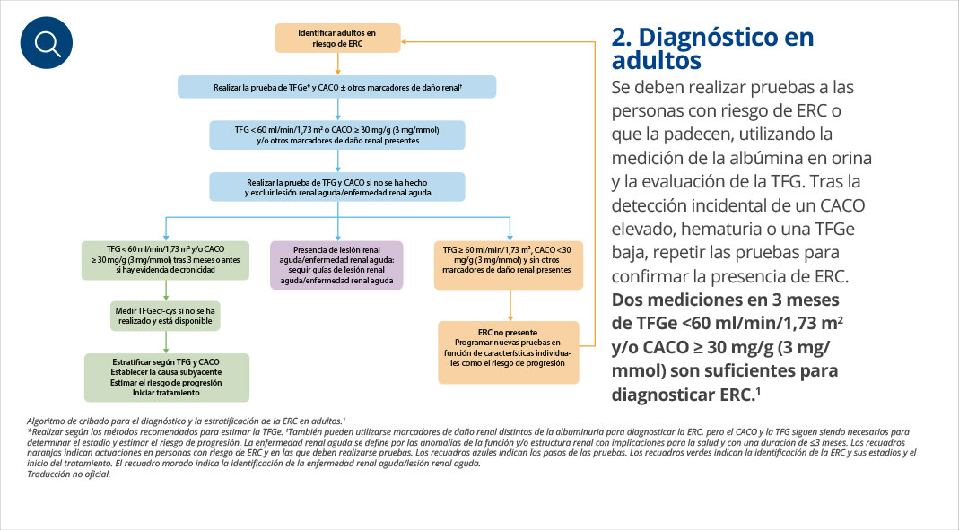 Cardiorrenal.es | Manejo de la ERC según las nuevas guías KDIGO 2024 ... Cardiorrenal.es | Manejo de la ERC según las nuevas guías KDIGO 2024 ...