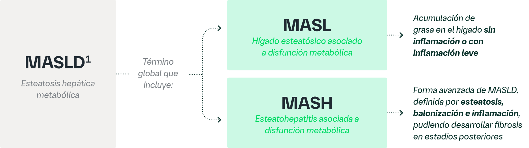 Comprender MASLD y MASH | CardioRenalMetabólico